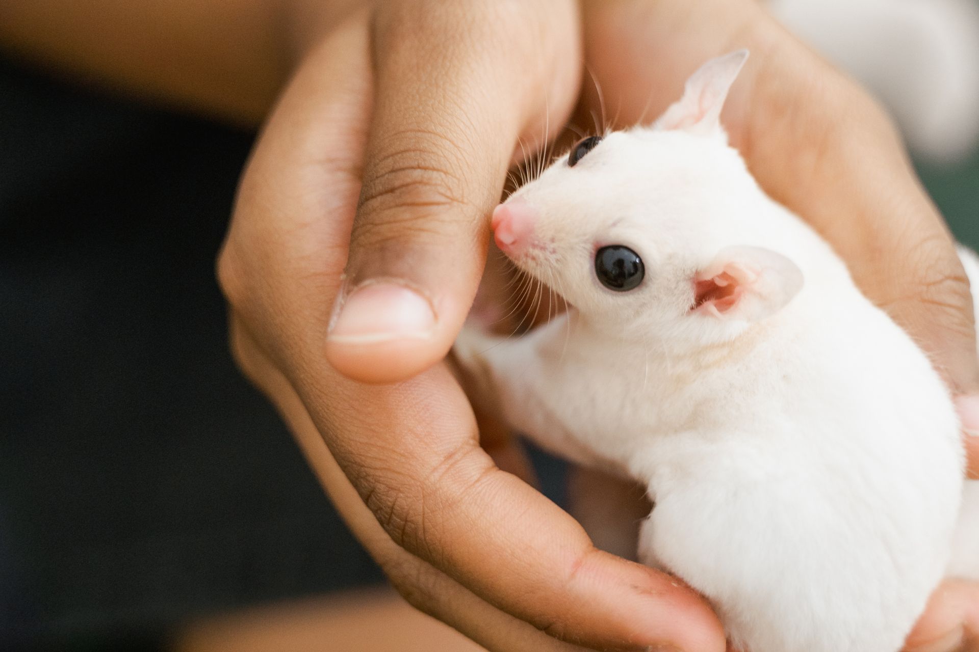 Exotic History Form | Oak Hill Animal Hospital